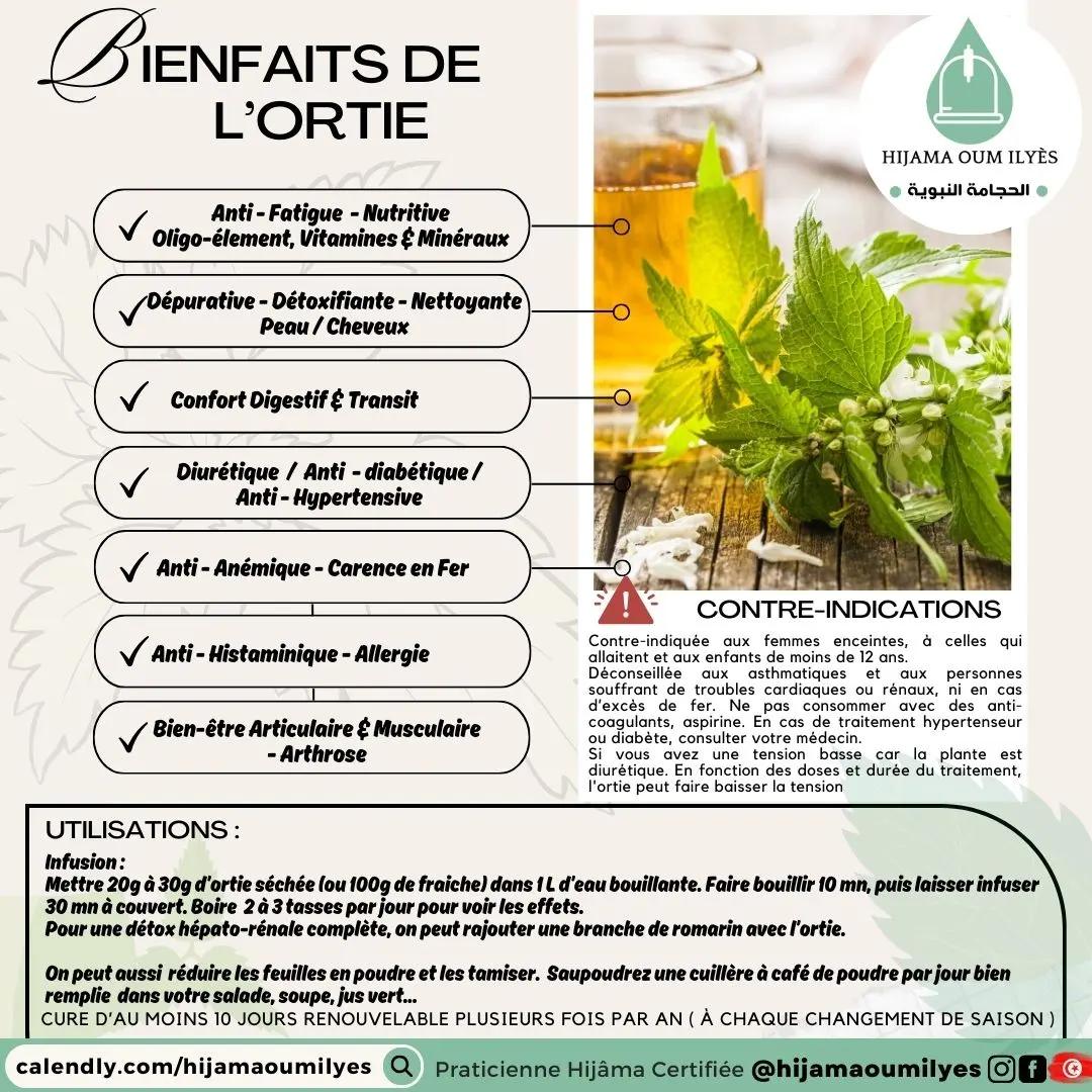 Les Bienfaits de l’Ortie | Hijama Thérapie